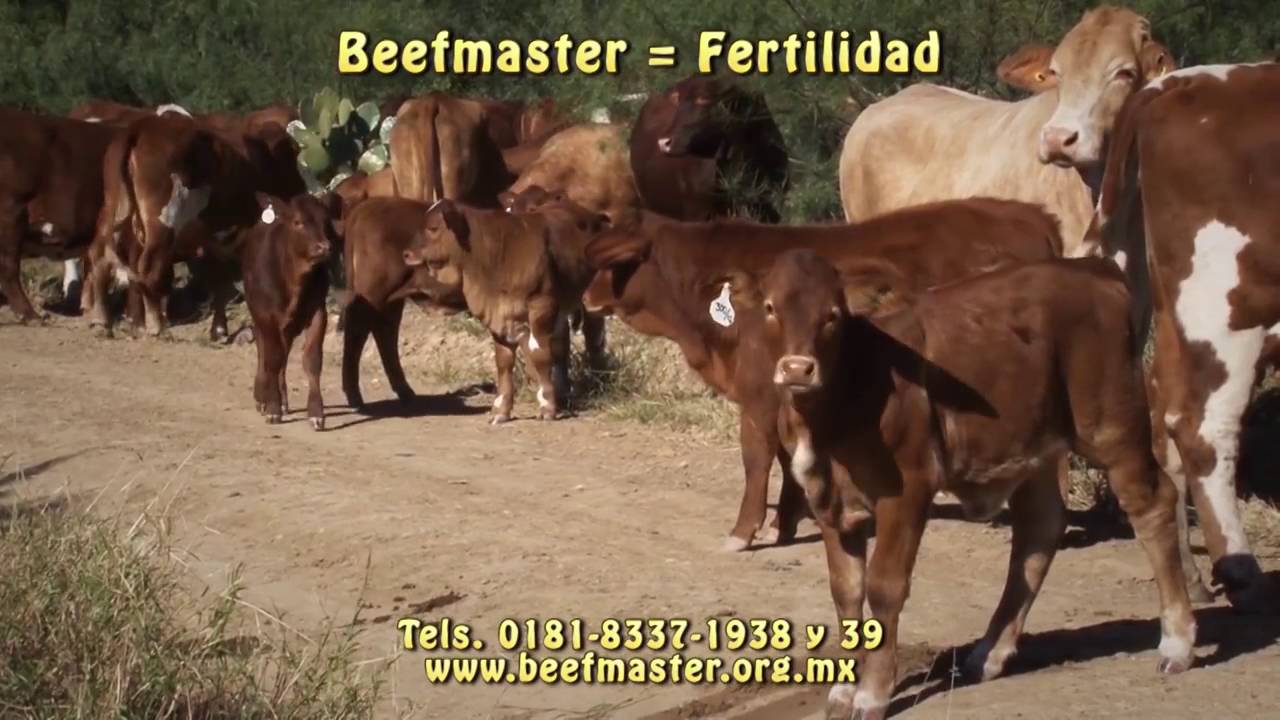 Asociación Mexicana de Criadores de Ganado Beefmaster Cap 231 - YouTube