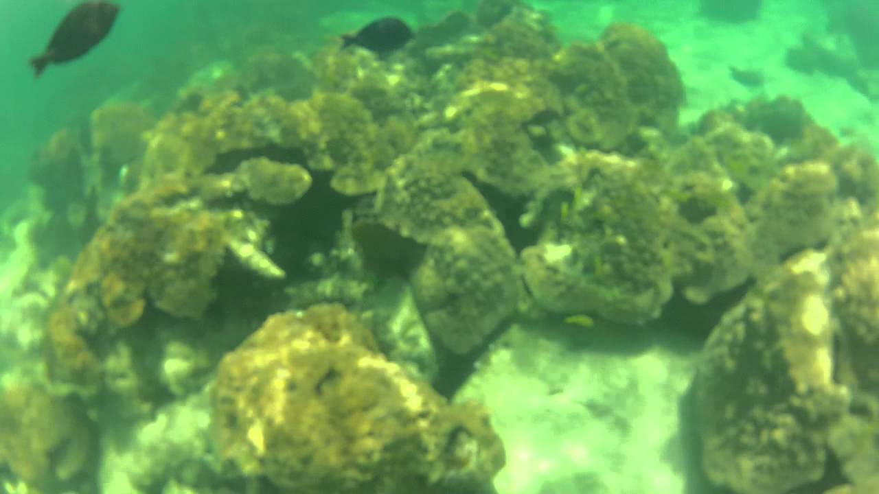 Snorkeling Mermaid Reef - Abacos Bahama 5 - YouTube