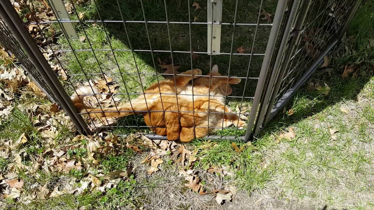 Cat does somersaults! - YouTube