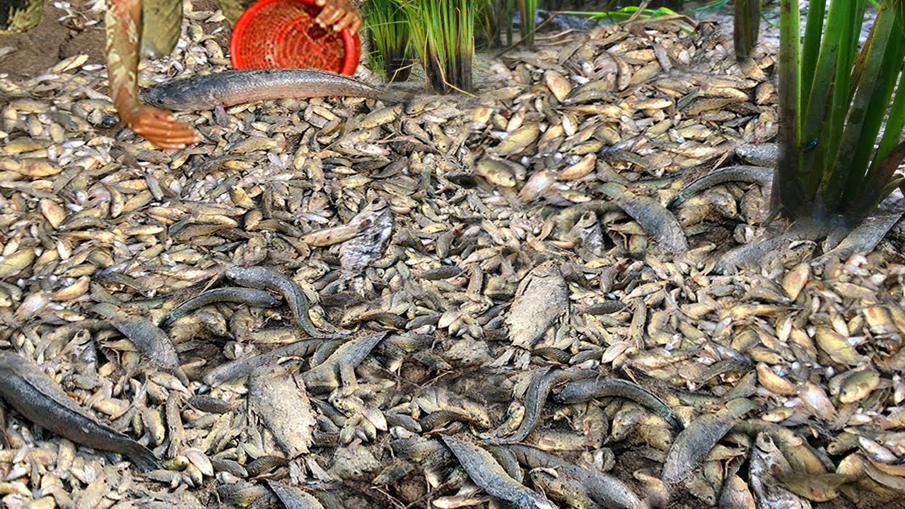 Believe this fishing? Excellent technique fishing Boy Catch Many Fishes ...