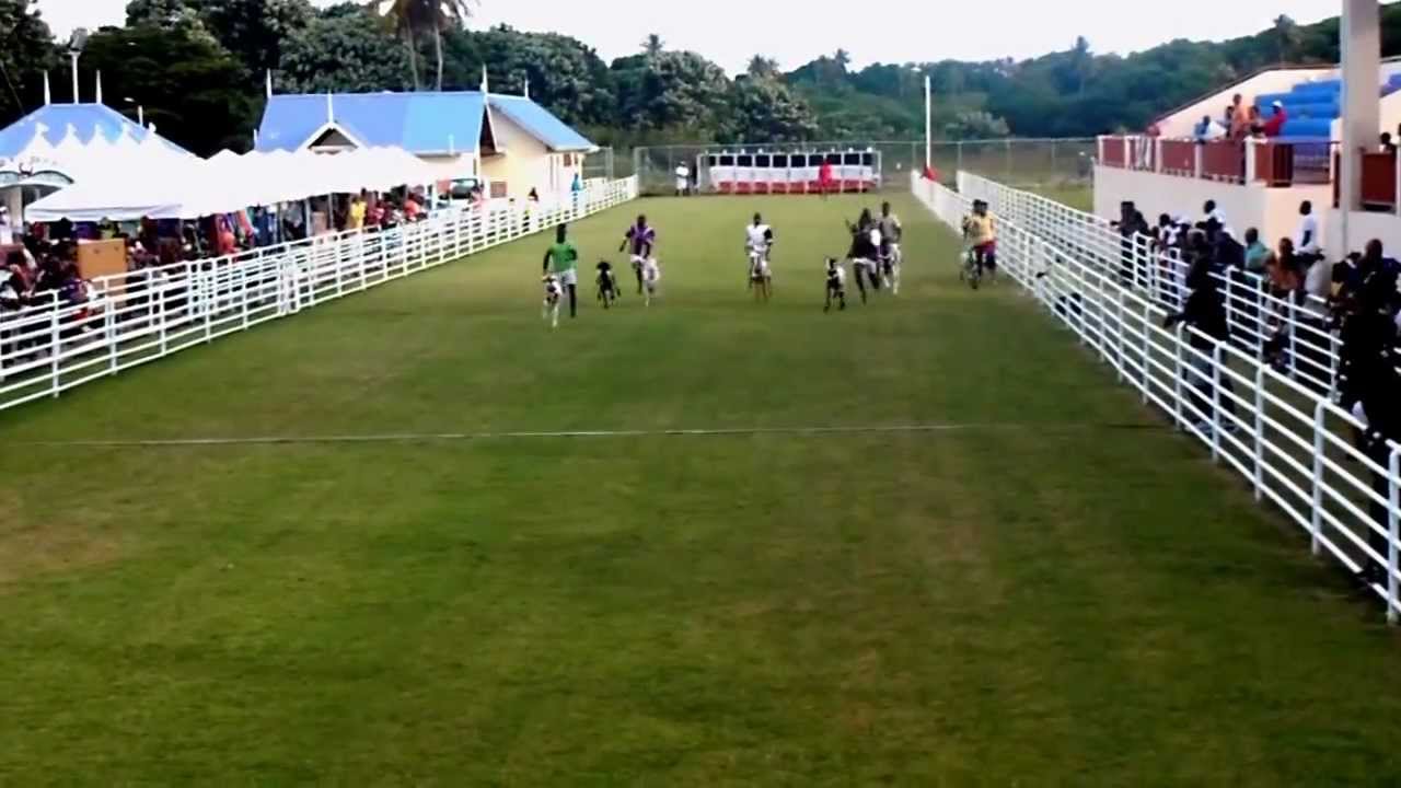 Goat Race in Tobago (2011) - YouTube