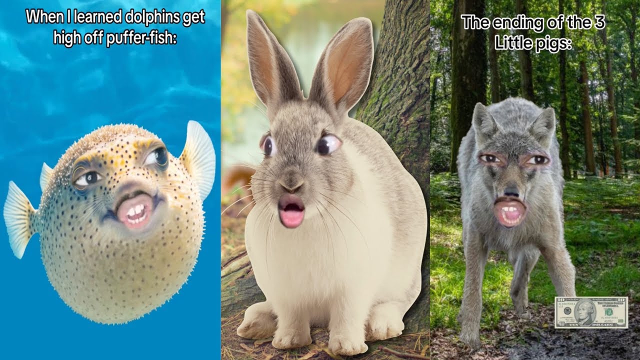 BEST DIMPEY FUNNY TIKTOK COMPILATION | ( 3 HOURS ) NEW IMDIMPEY COMEDY ...