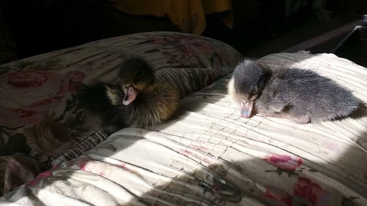 Cute Little Sleepy Ducklings, Baby Ducks Sleeping in Sunlight ...