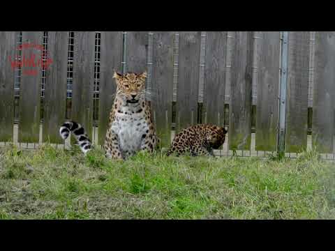 Leopard Cub First Outing