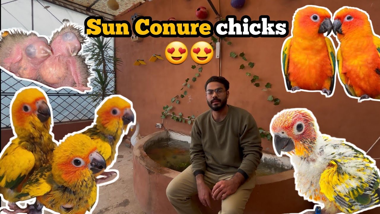 Sun Conure ke babies agae 😍🦜🦜 | Sun conure breeding progress - YouTube