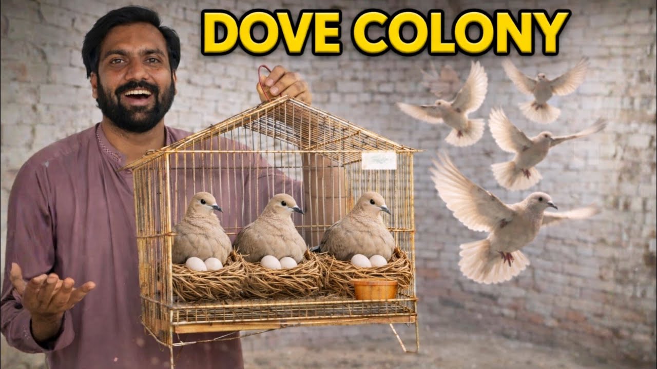 Fancy Dove Birds Ki Master Cage Mein Colony Laga Di 😍 - YouTube