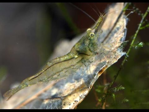 Caridina simoni sri lanka dwarf shrimp feeding - YouTube