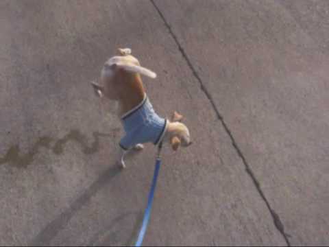 Chestertheamazing / El perro meando más chulo del mundo‏ - YouTube