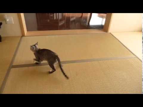 Flying Ninja Cat - YouTube