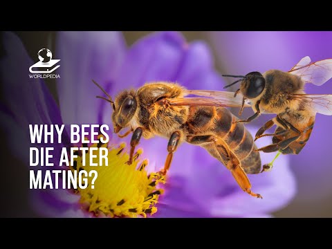 Is It True About Male Honey Bees Die After Mating