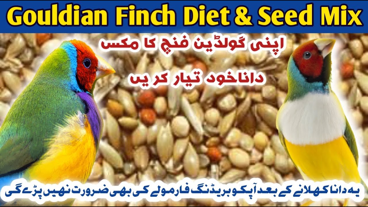 Gouldian Finch Diet and Seed Mix | Gouldian Mix Seed |Gouldian Complete ...