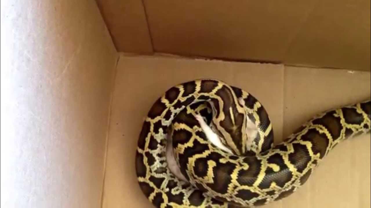 Burmese python feeding. Pregnant mouse 2 - YouTube