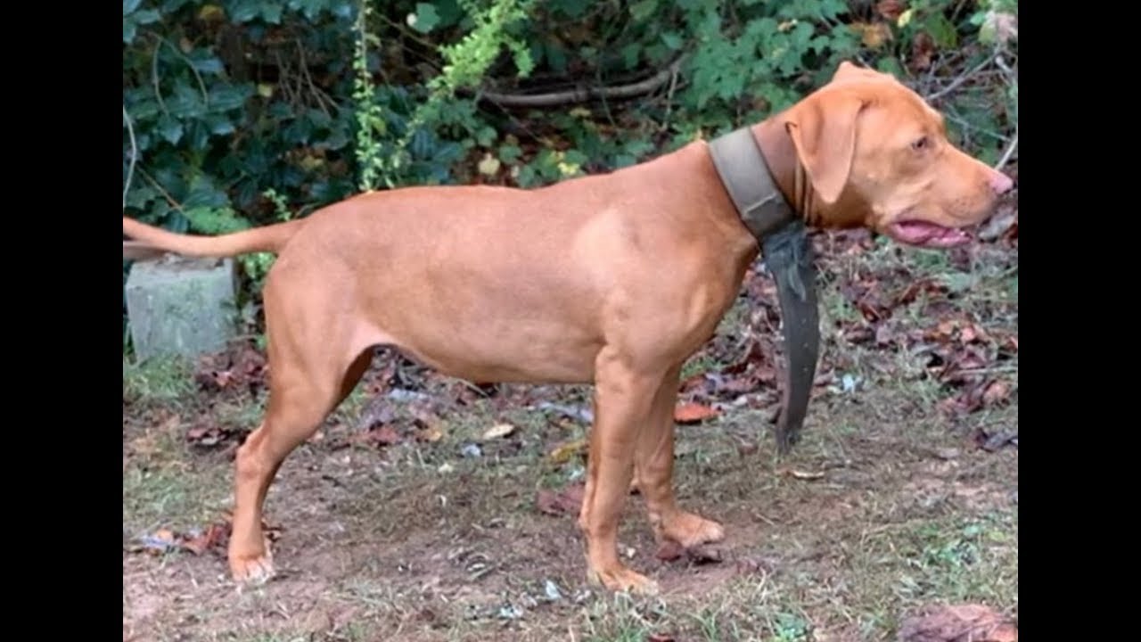 The true apbt some info about the breed and some Experiences I’ve been ...