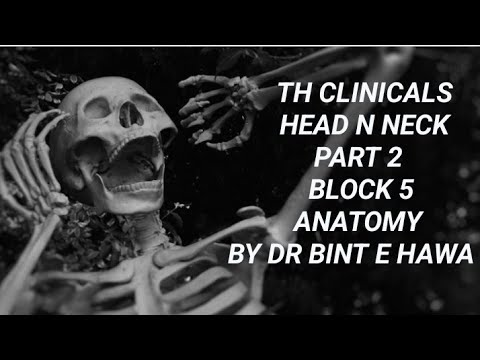 Th clinicals of head n neck Anatomy| H n N module anatomy by Dr Bint e ...