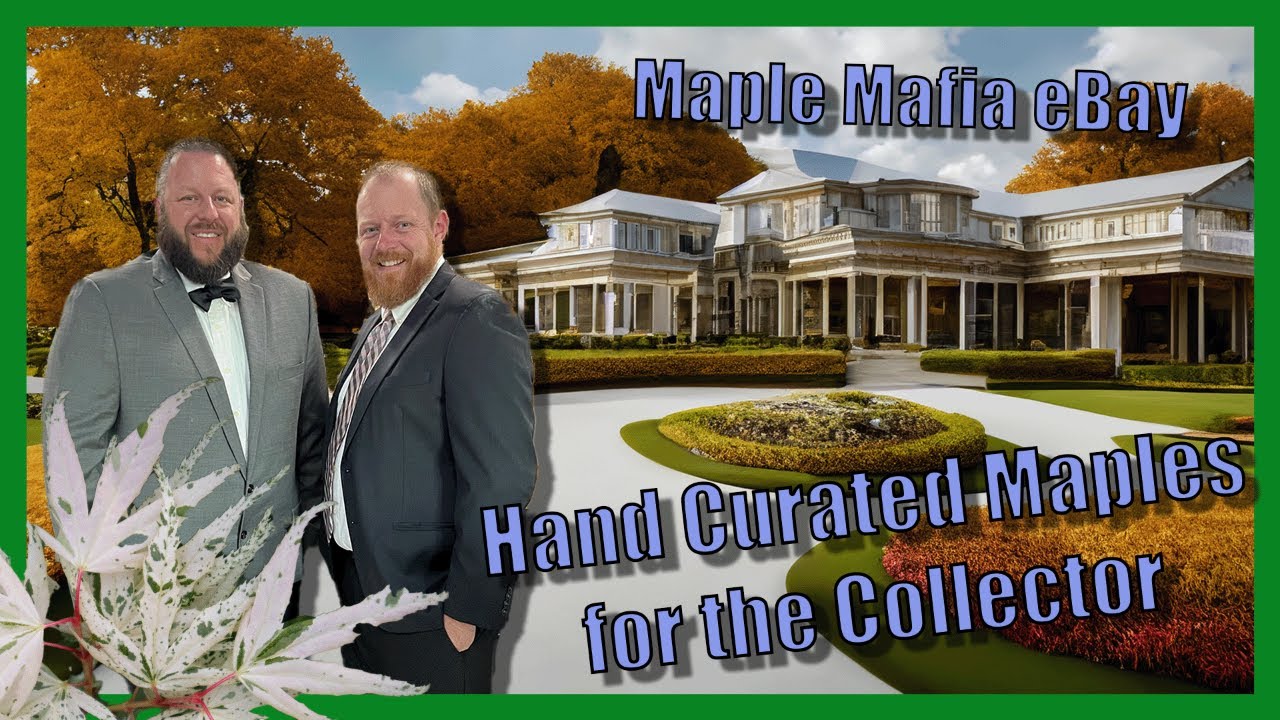 Maple Mafia eBay Breakdown Discovering Unique Japanese Maples for ...