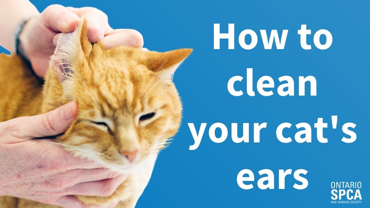 cat ear cleaning ,how to clean cat ears - YouTube