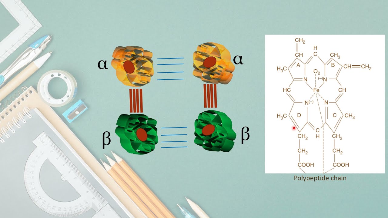 Hemoglobin Structure, Tense(T) and Relaxed Configuration, Oxygen ...
