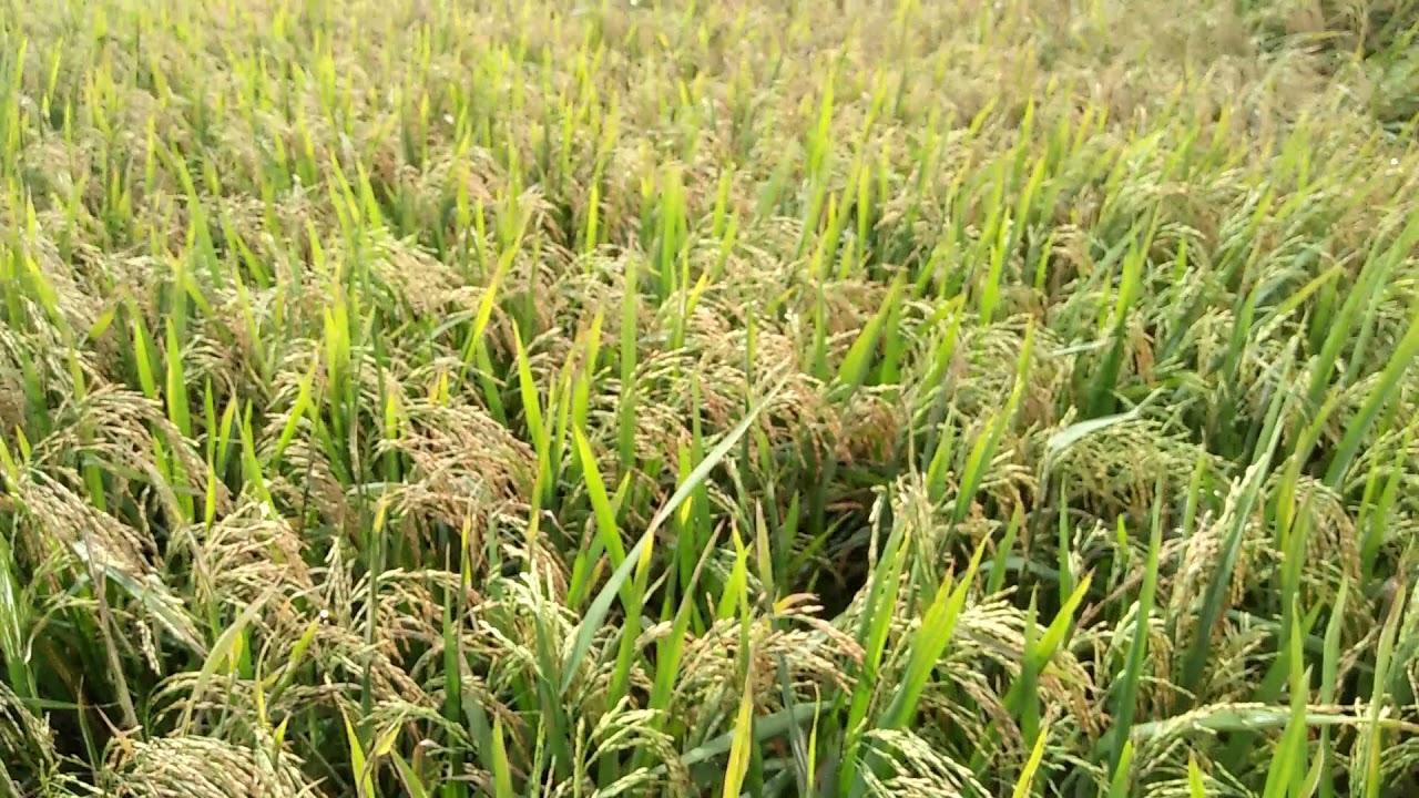 RNR Paddy seeding after 100 days - YouTube