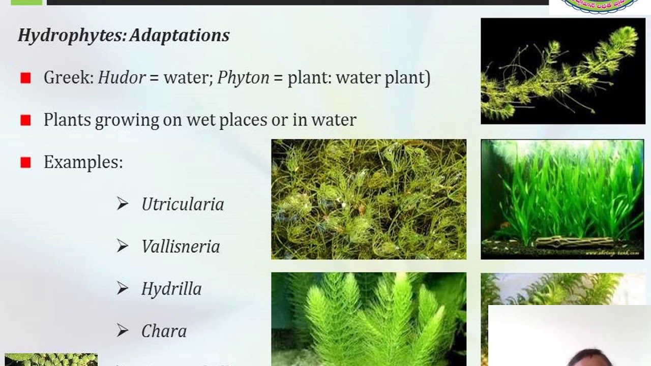Ecological Adaptations of Hydrophytes - YouTube