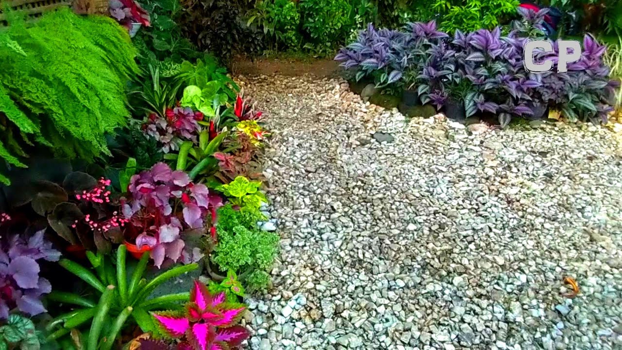 MAKE YOUR SMALL YARD GARDEN SPACIOUS/TOO MUCH PLANTS AND TOO MUCH IDEAS ...