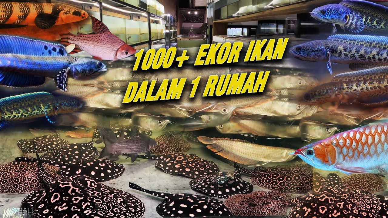"DIVE INTO THE WORLD OF A THOUSAND FISH!", RUMAH DI SULAP MENJADI ...