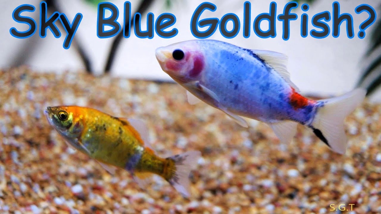 Blue Shubunkin Goldfish plus Translucent looking fry - YouTube