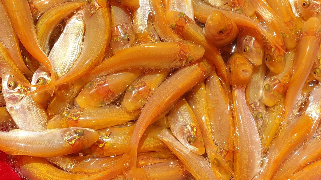 সোনালী রুই মাছের পোনা | Golden Red color Rohu Fish Seeds | লাল রুই ...