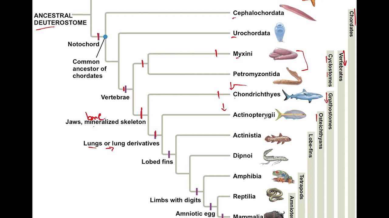 34.1 Deuterostome Phylogeny - YouTube
