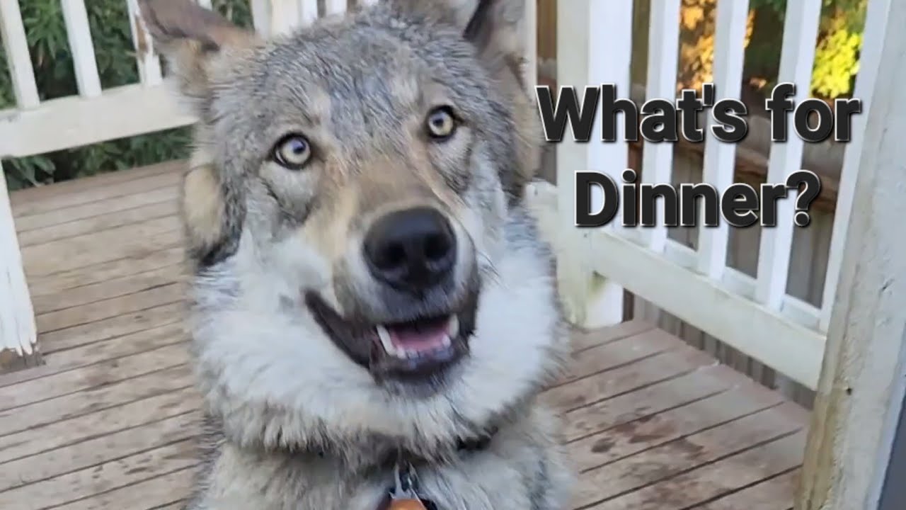 What do you feed a Wolf? #petwolf #wolfpup #wolfdog - YouTube