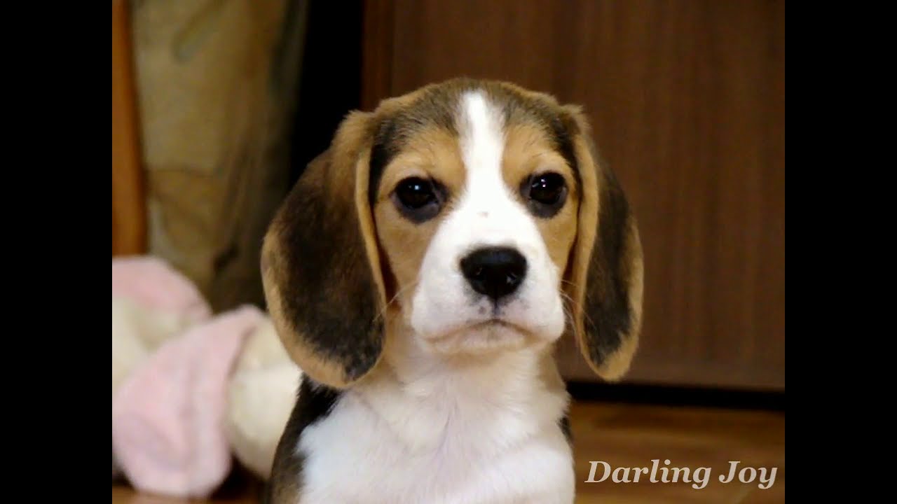 G'erti Darling Joy (2,5 месяца) - YouTube