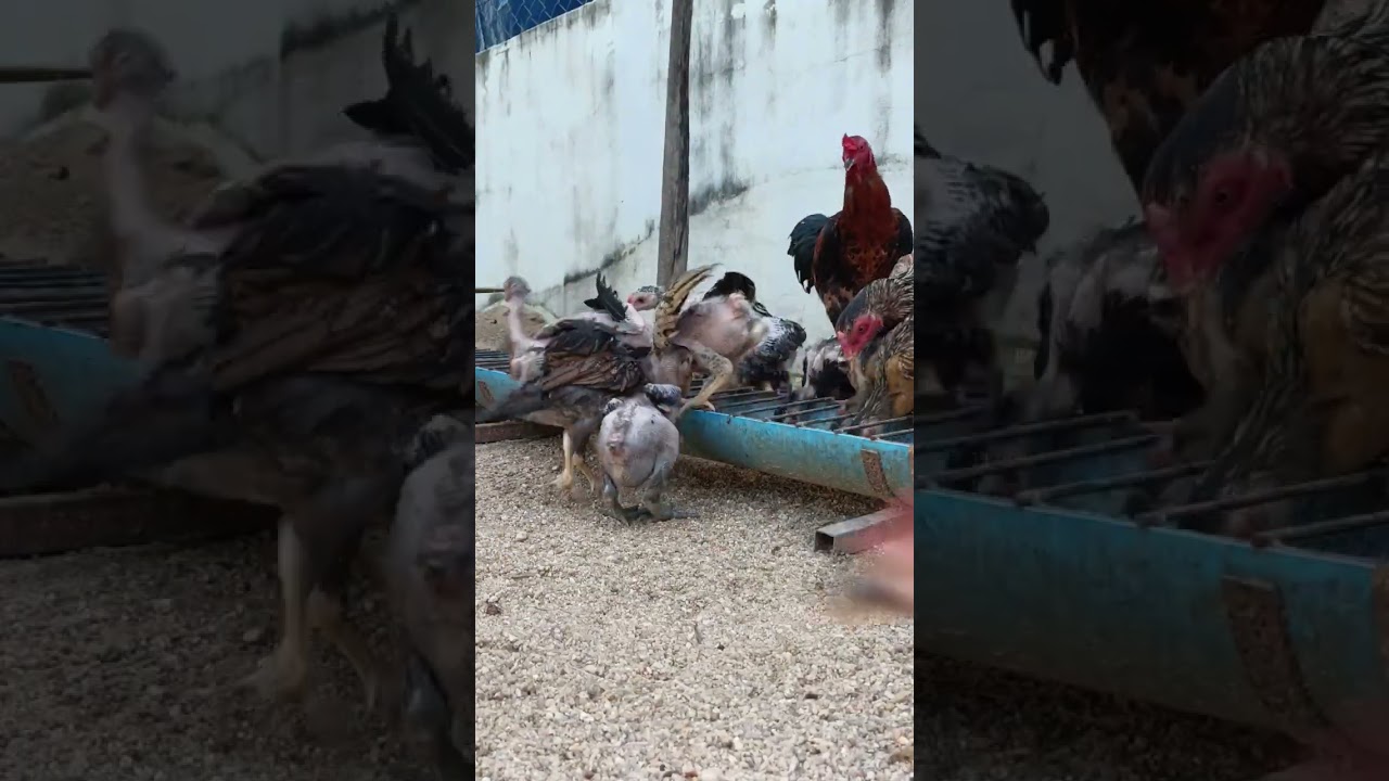 Sound call chickens #video #short - YouTube