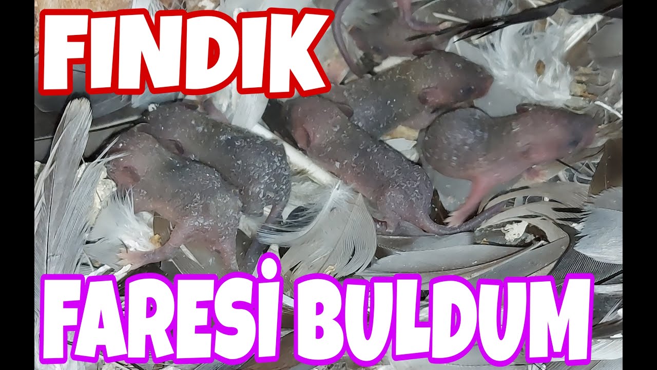 Fındık Farelerine Gece Operasyonu. Fındık Faresi Yavruları. Güvercin ...
