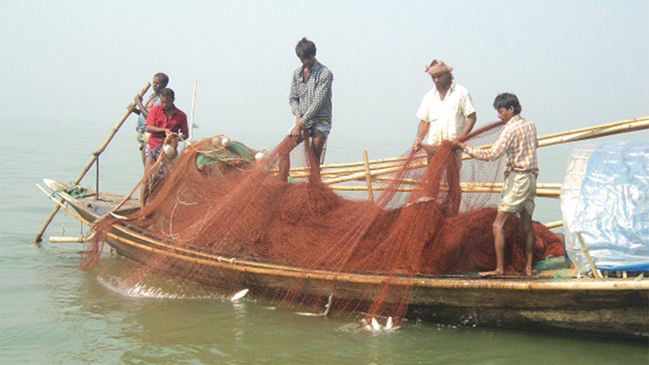 Hilsha Fish Catching Video || নদী থেকে সরাসরি জীবিত ইলিশ মাছ ধরে কিভাবে ...