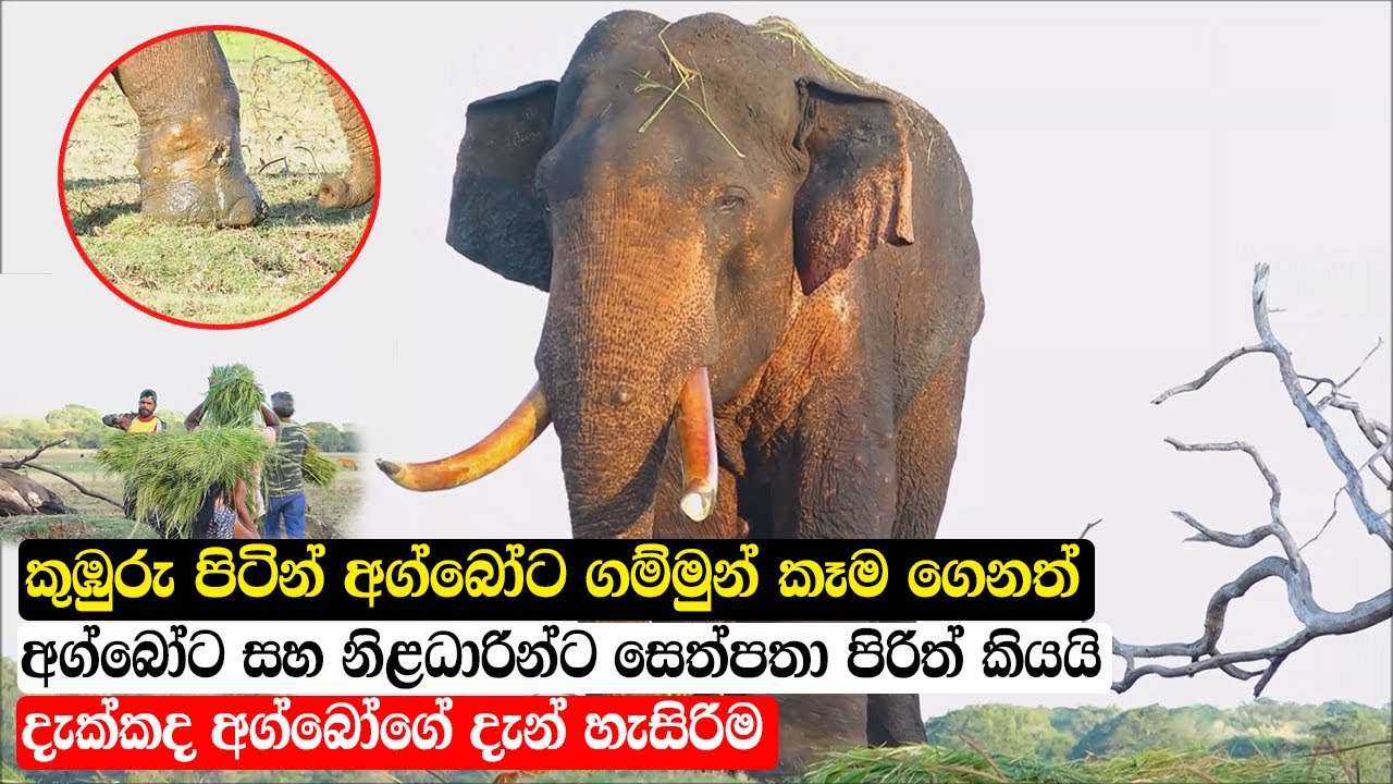 Wildlife authorities say that the 'Agbo' tusker is recovering || 🐘 ...