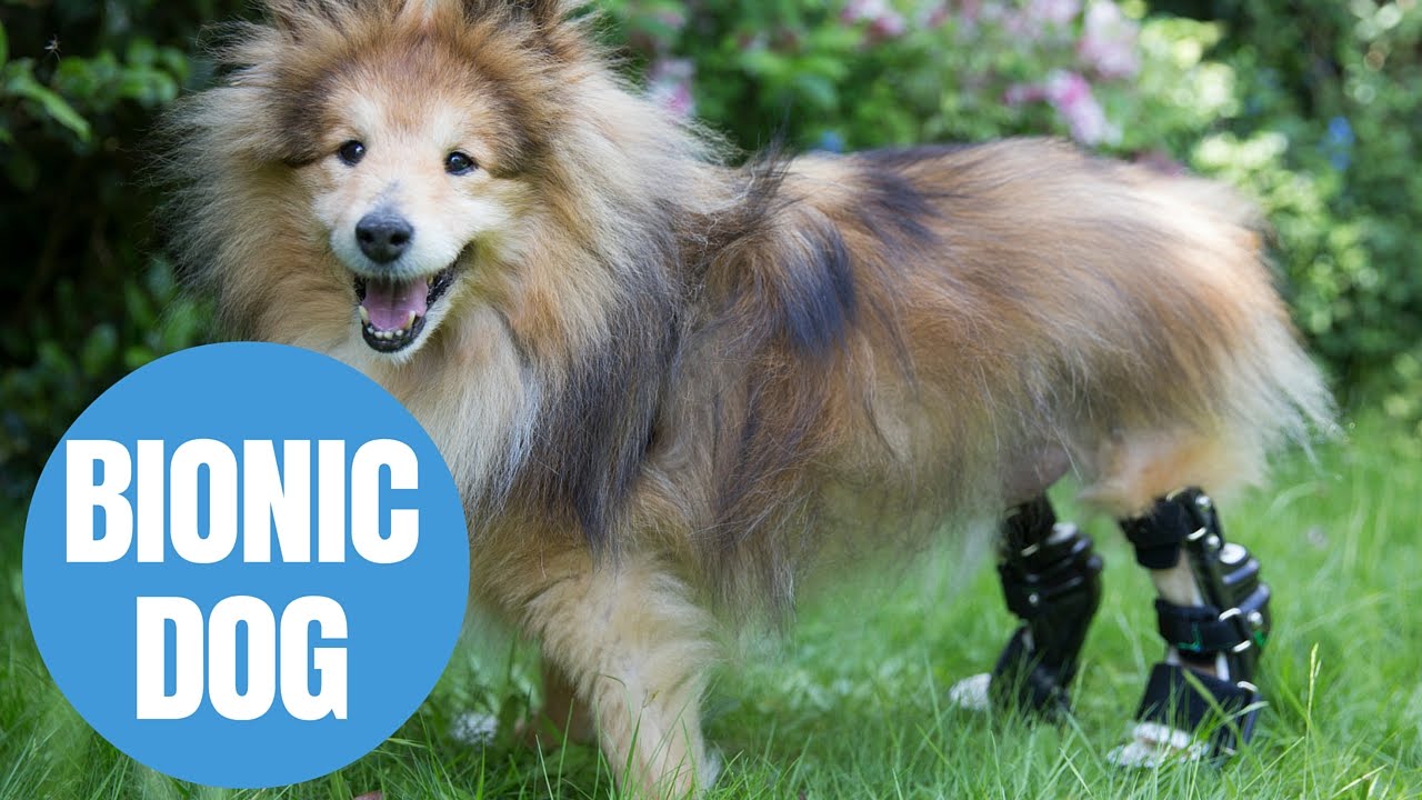 Dog Has Life Transformed Aftrer BeingFitted With Bionic Legs - YouTube