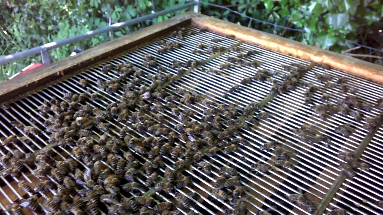 Bee Bait Hive, East Sussex 25th May 2020 - YouTube
