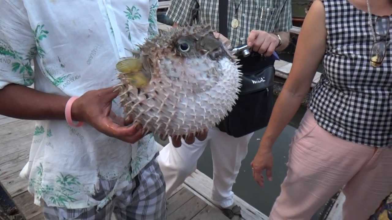 Poisson-boule ballon ;poisson-globe gonfle pour se défendre . - YouTube