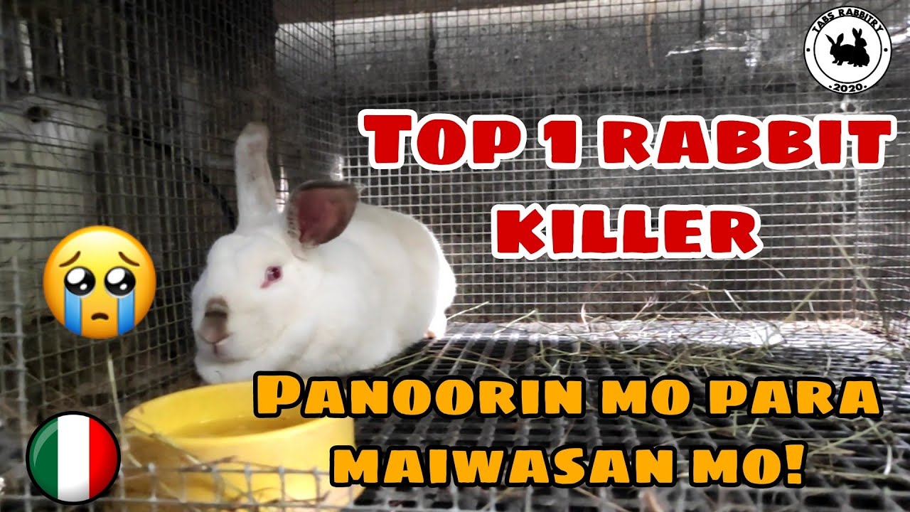 HEAT STROKE SA RABBIT PAANO MAIIWASAN | Symptoms of heat stroke in ...