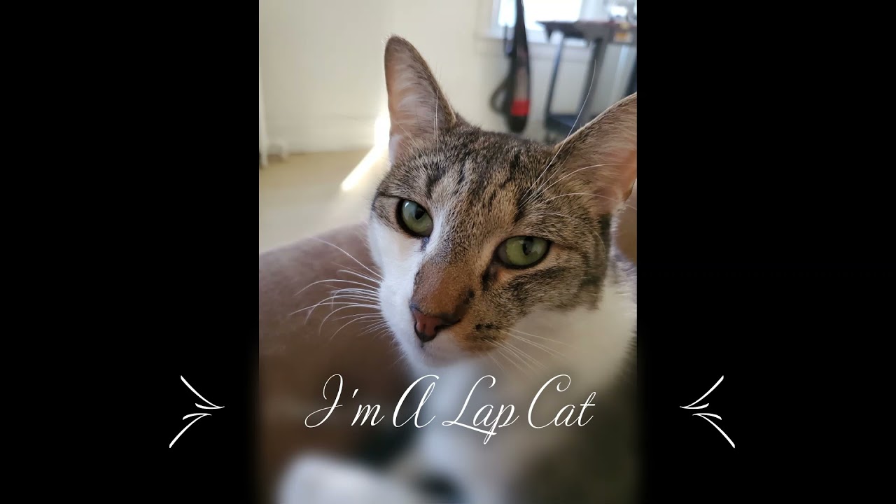 Video of adoptable pet named CREAM PUFF (Lap Cat) - YouTube