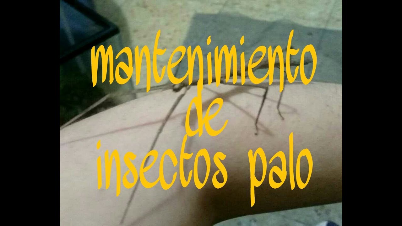 COMO MANTENER Y REPRODUCIR INSECTOS PALO 🐜 - YouTube