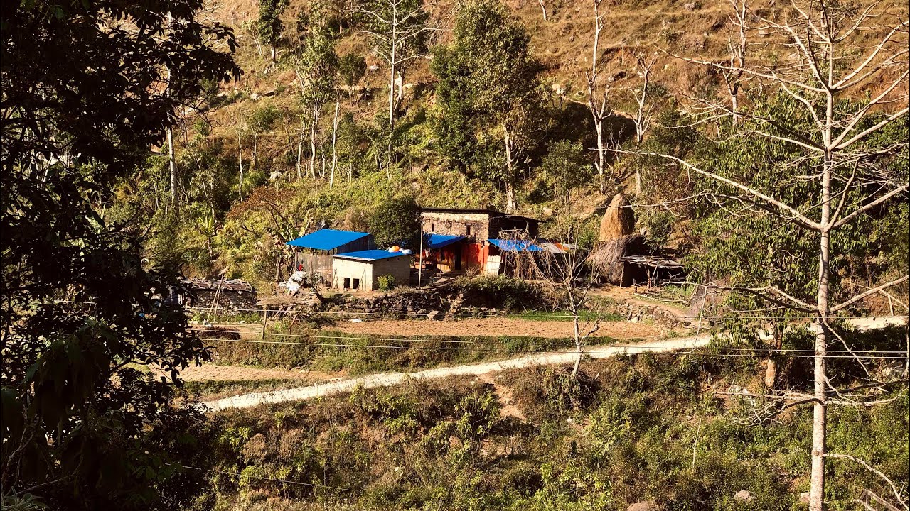 Nepal Holiday -khasi ko Masu kateko at my village .Mutton cutting ...