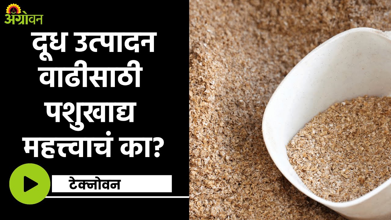 Animal Fodder : जनावरांसाठी कोणतं पशुखाद्य ठरतं उपयुक्त ? | ॲग्रोवन ...