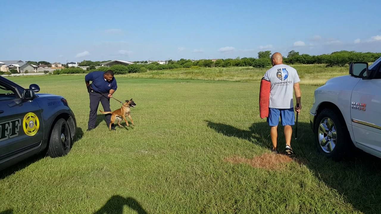 K9 Colt Bite Work 6/20/2016 - YouTube