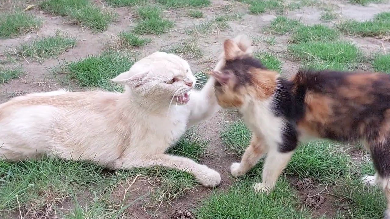 Angry Cat Hitting Calico Cat After Smelling - YouTube