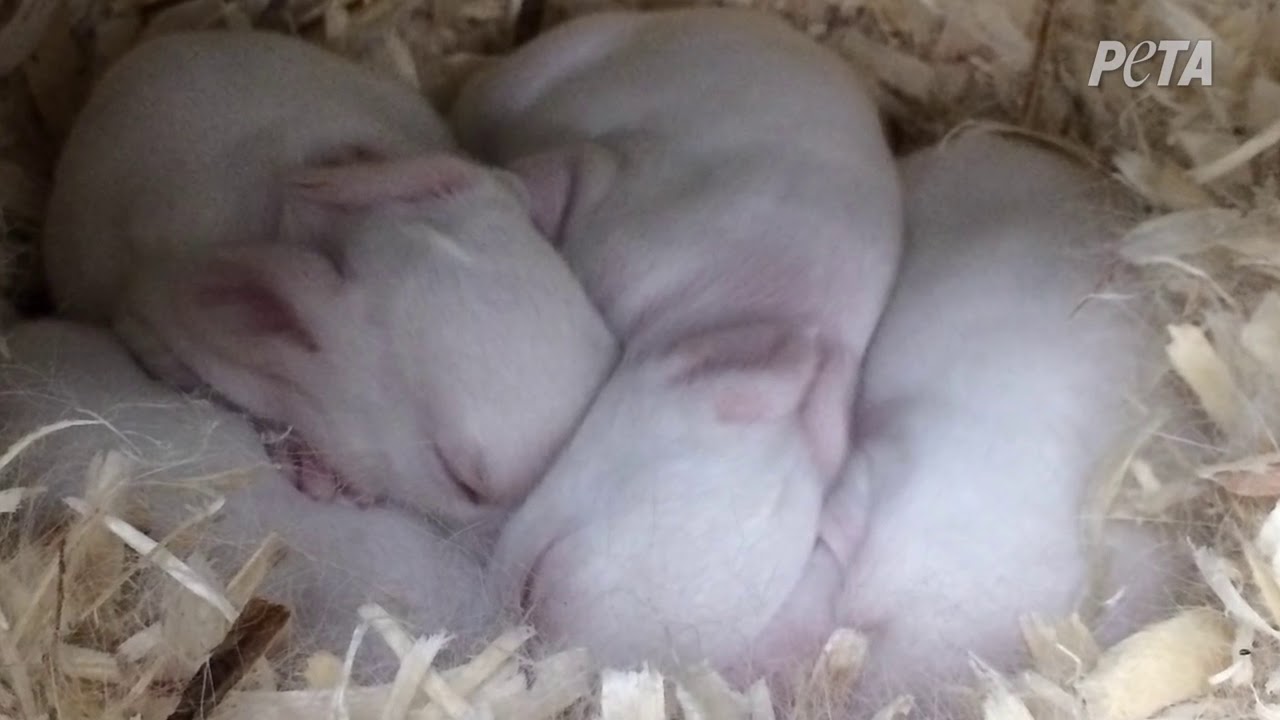 Rabbits Mutilated, Monkeys Driven Mad in University Labs - YouTube