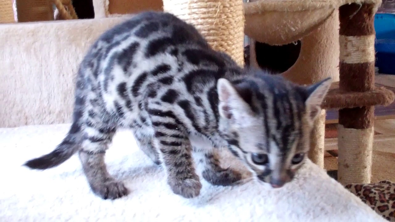 Charcoal F1 Bengal - (7 weeks OLD) SOLD - YouTube