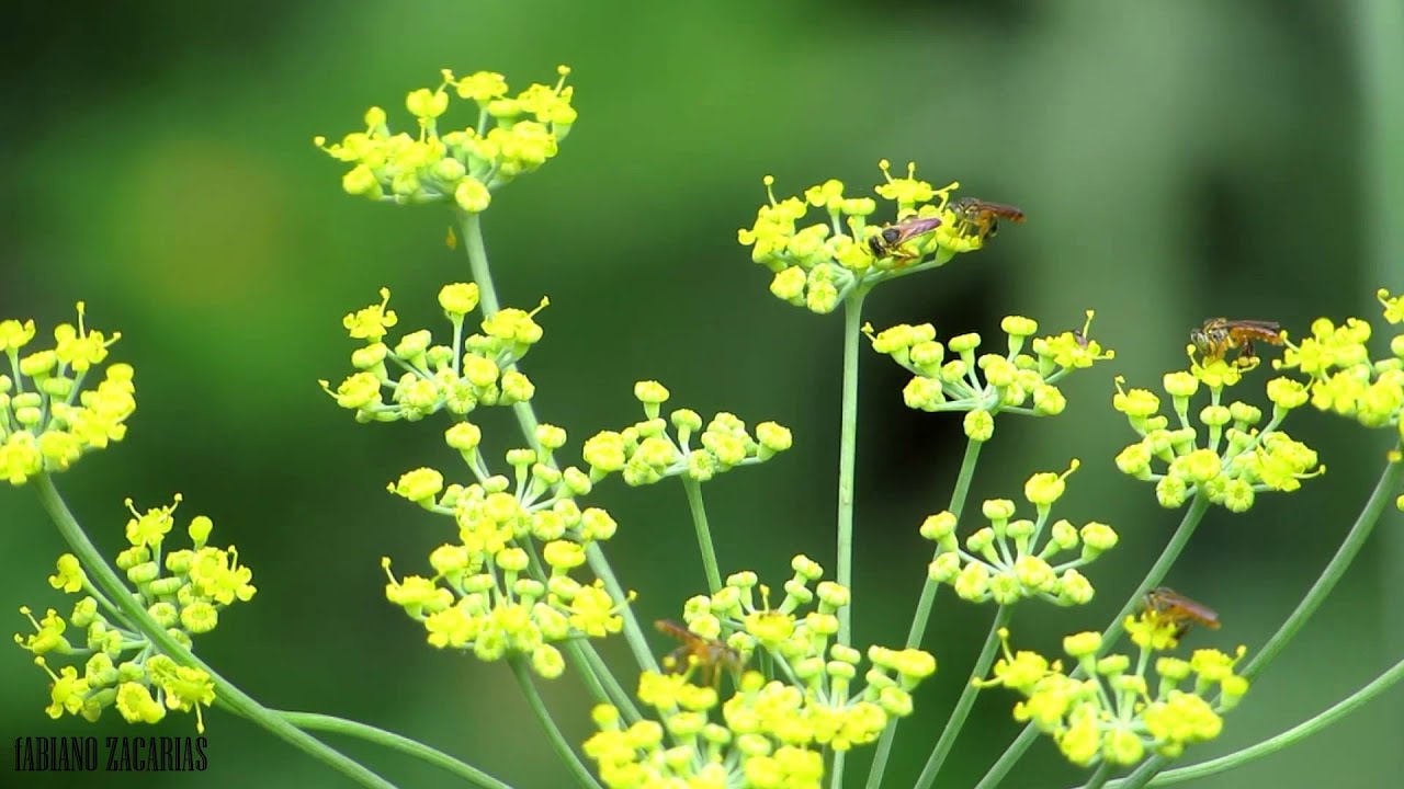 Abelhas Jataí em flor de Funcho doce - Abelhas e Vespas Nativas TV ...