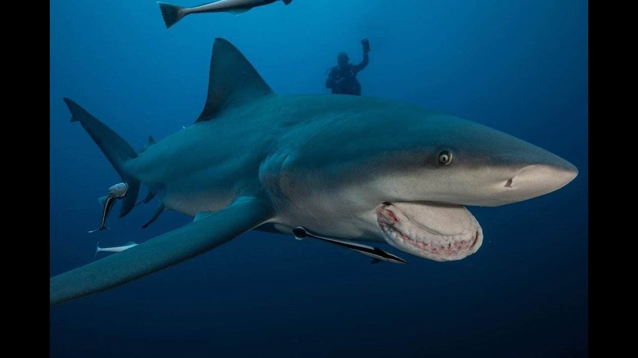 Apex Predators: Diving the Aliwal Shoal with Walter Bernardis & African ...