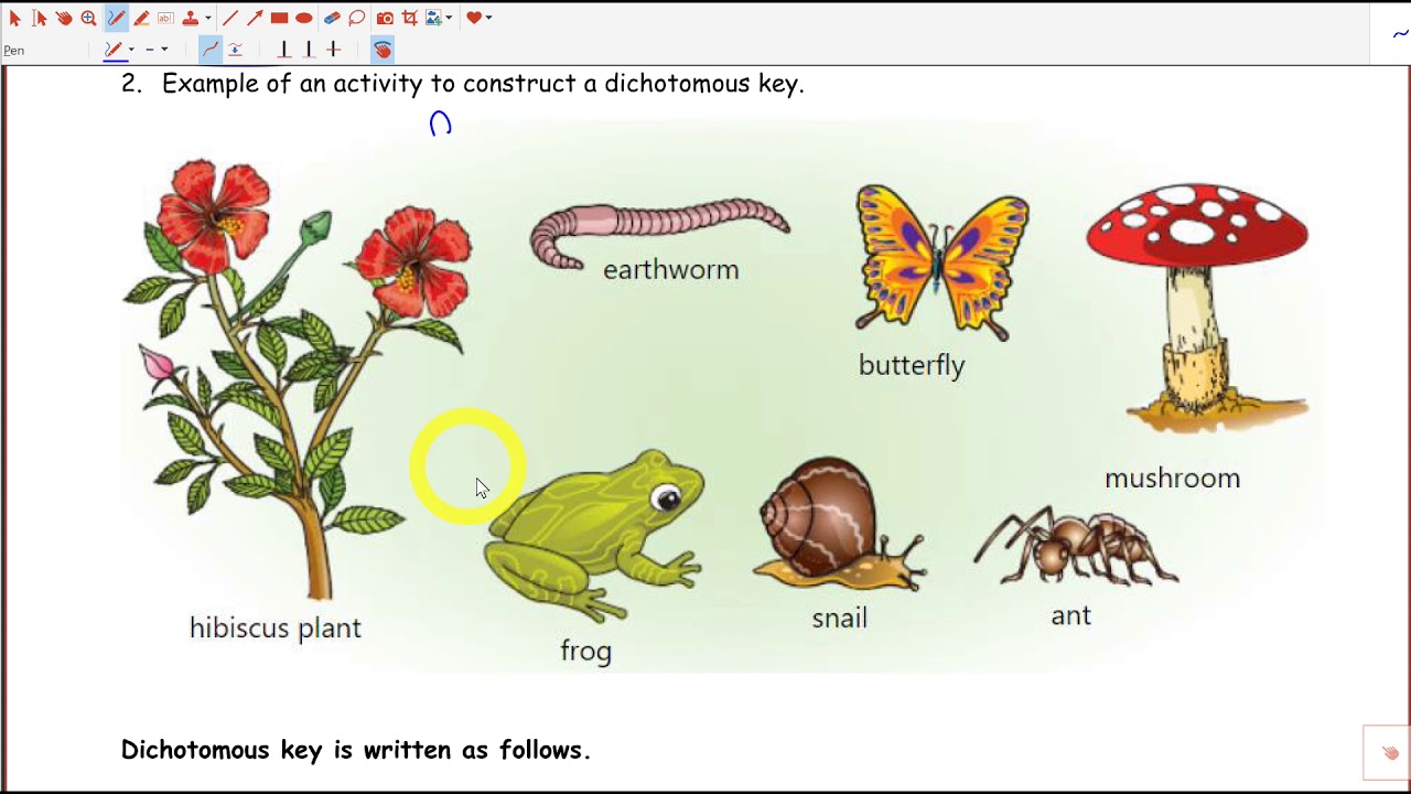 form 2 chap 1 dichotomous key - YouTube