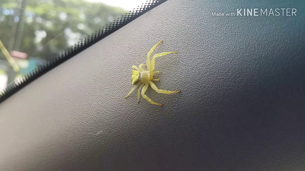 Money Spider - YouTube